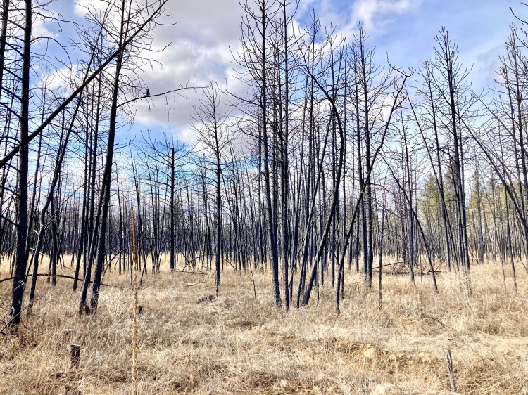 Wildfire and Forest Health Program – Pine Creek Conservation District